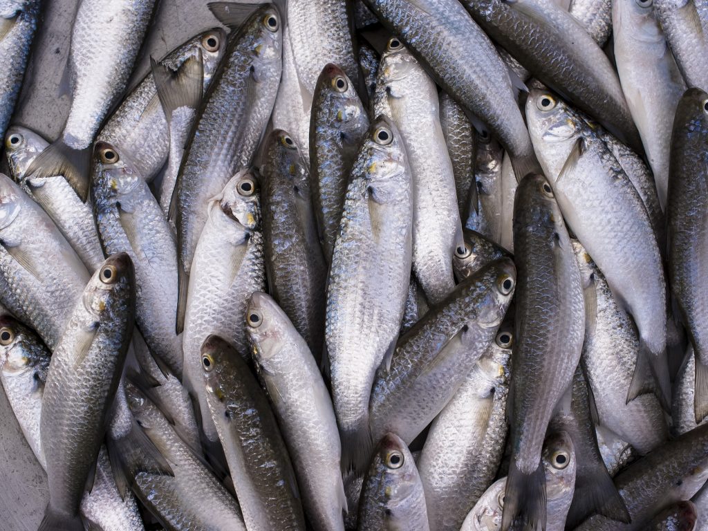 Pesca anilhada de tainha começou nesta segunda-feira em Santa Catarina ...