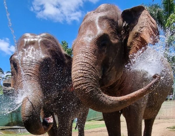 Zoo Pomerode implementa ações que visam o conforto dos animais durante ...